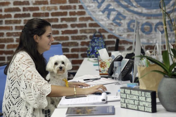 perros en la oficina