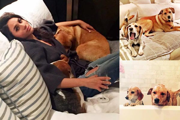 Animalistas están furia con Meghan Markle: ¿Qué pasó con su perro Bogart?