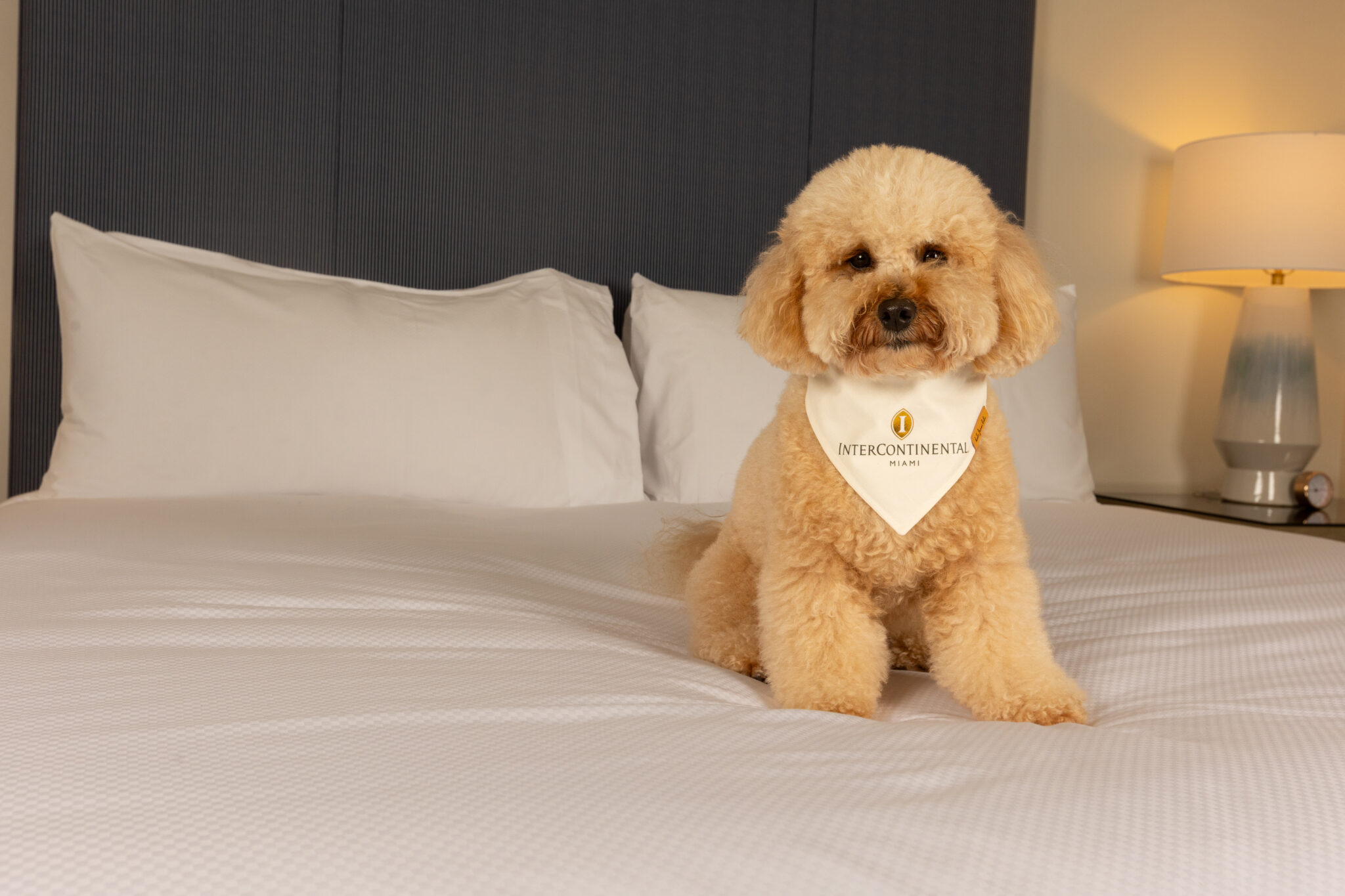 Guía gastronómica y hotelera en Miami para disfrutar con tu perro este ...