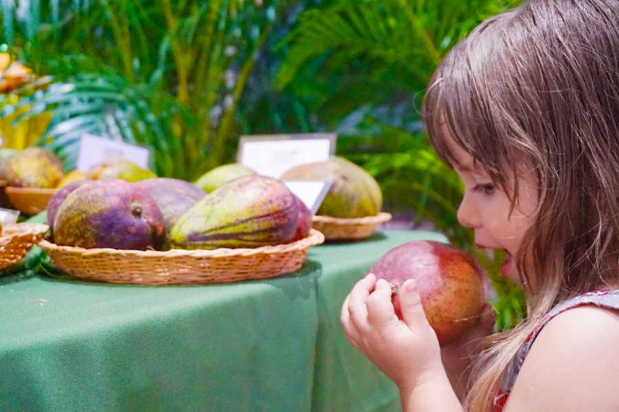 ¡Vuelve el Festival Anual del Mango en el Fairchild Tropical Botanic ...